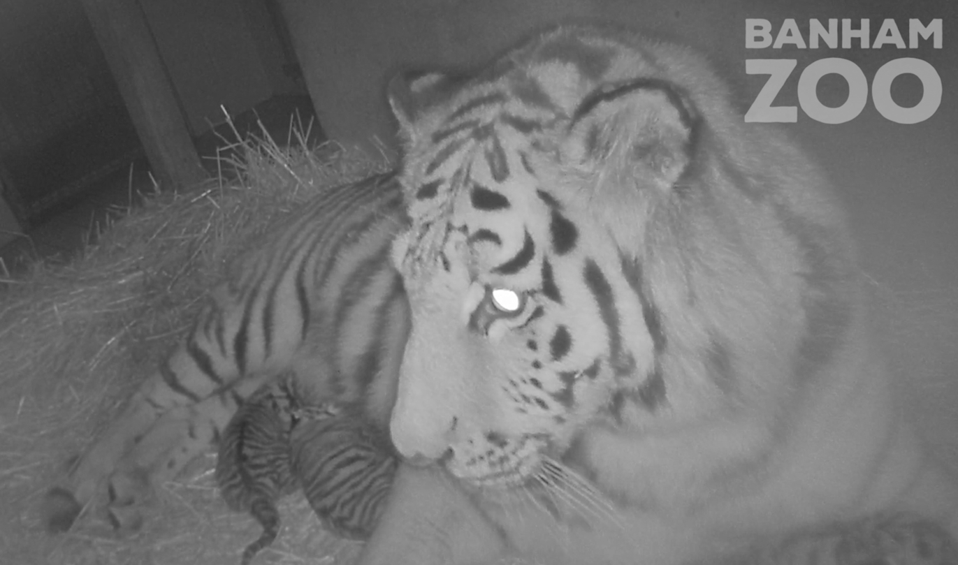 It’s a hat-trick – Triple conservation success for Banham Zoo and Africa Alive during Coronation ...